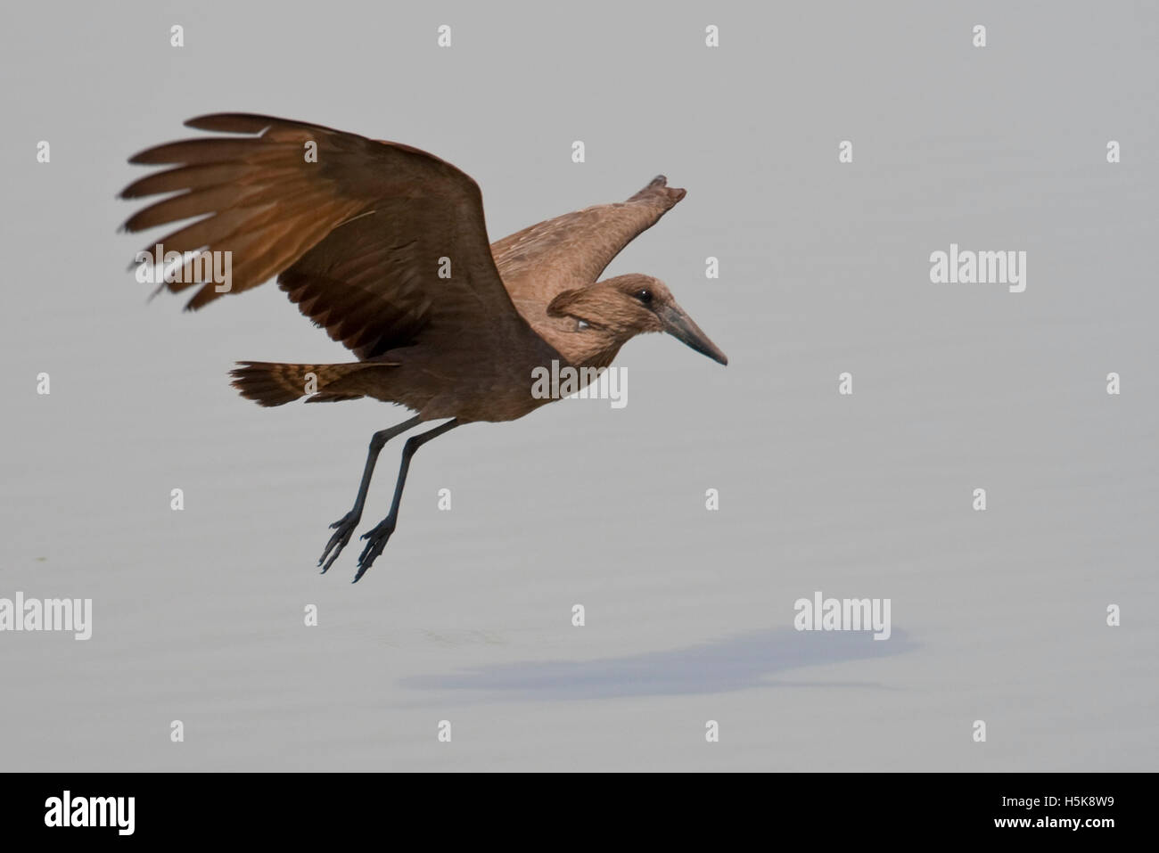 Hammerkopf vogel tierfoto -Fotos und -Bildmaterial in hoher Auflösung ...