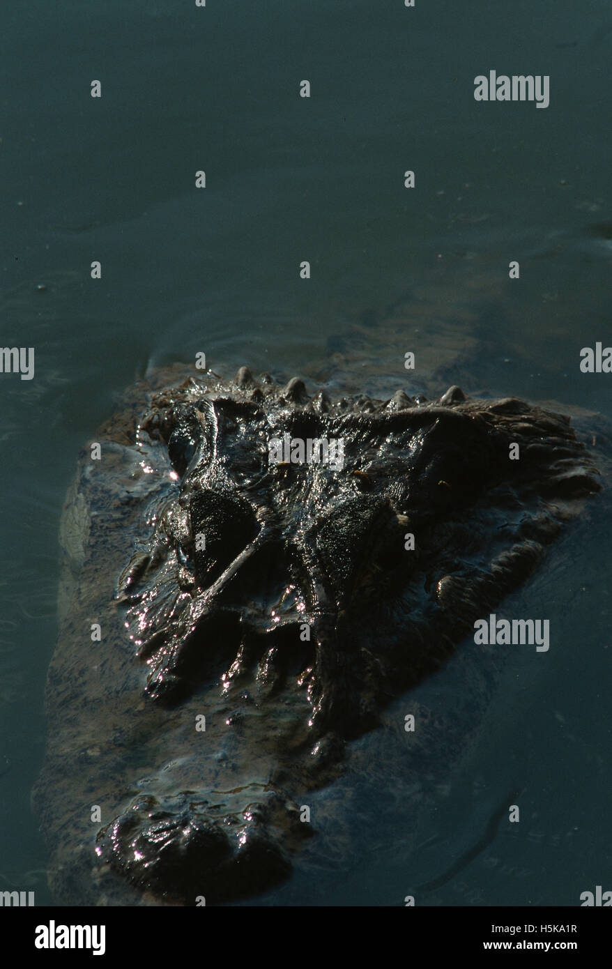 Schwarze Kaimane (Melanosuchus Niger), in Portugal bekannt als Jacare ...