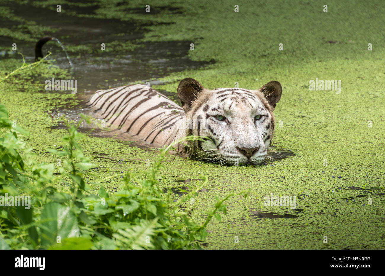Weißer Tiger schwimmt im Wasser aus einem sumpfigen Morast. Weißen ...
