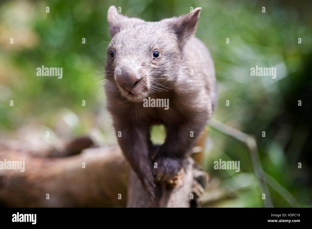 Baby wombat -Fotos und -Bildmaterial in hoher Auflösung – Alamy