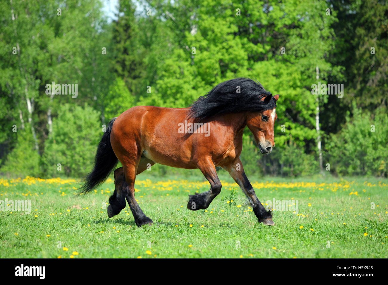 Fazenda luar -Fotos und -Bildmaterial in hoher Auflösung – Alamy