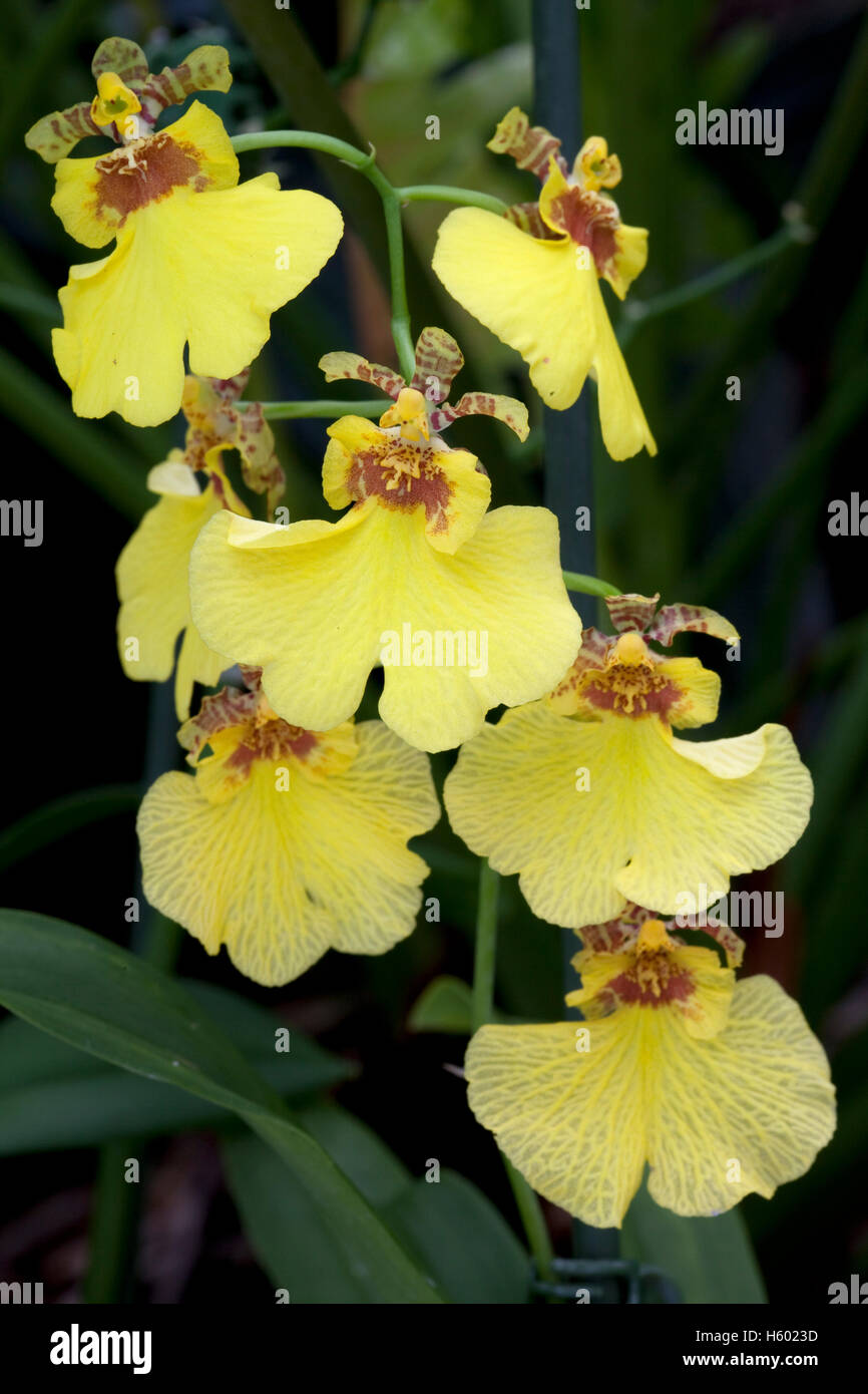 Oncidium Orchids Stockfotos & Oncidium Orchids Bilder - Alamy