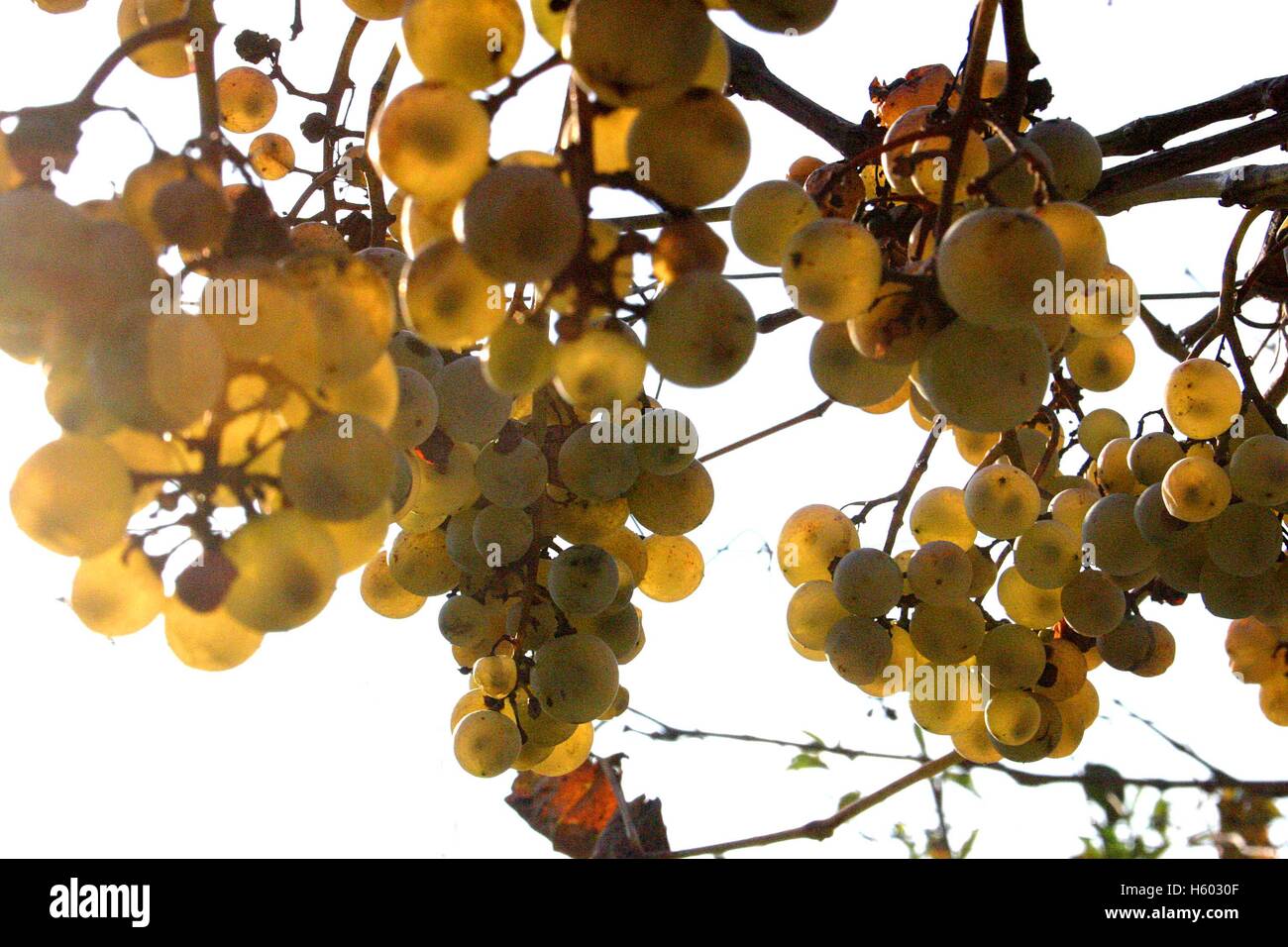 Reife concord trauben -Fotos und -Bildmaterial in hoher Auflösung – Alamy