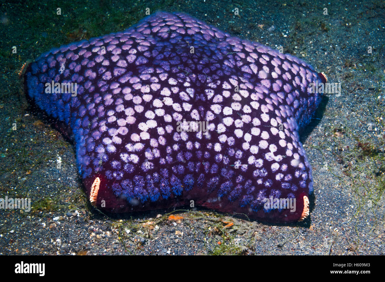 Nordsee seestern -Fotos und -Bildmaterial in hoher Auflösung – Alamy