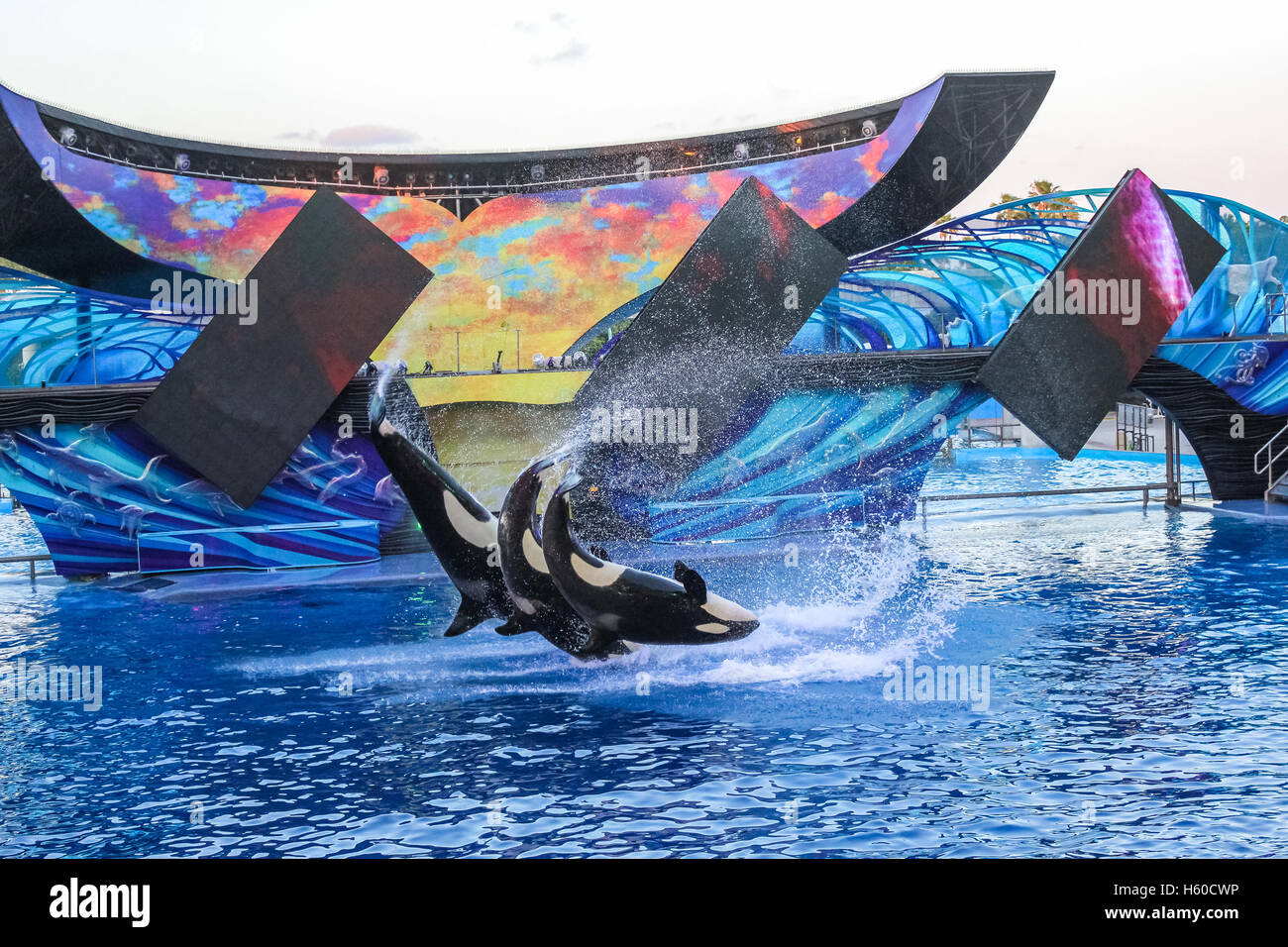 Killerwal seaworld -Fotos und -Bildmaterial in hoher Auflösung – Alamy