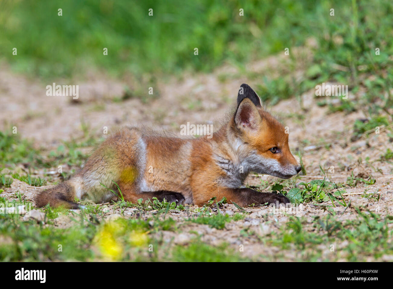 Liegender fuchs -Fotos und -Bildmaterial in hoher Auflösung – Alamy