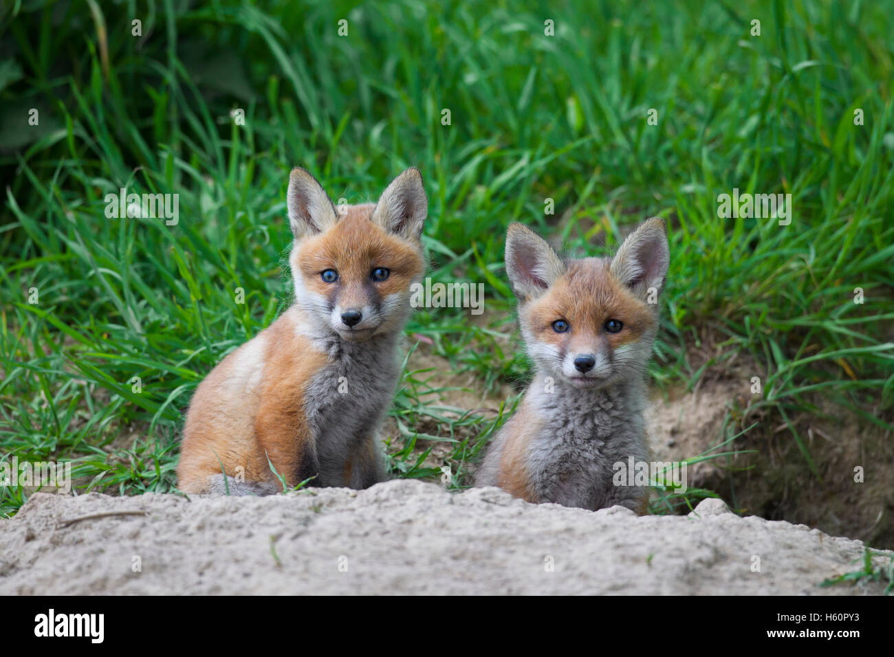 Zwei babyfuchs -Fotos und -Bildmaterial in hoher Auflösung – Alamy