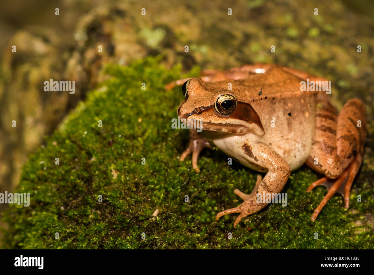 Frosch natur -Fotos und -Bildmaterial in hoher Auflösung – Alamy