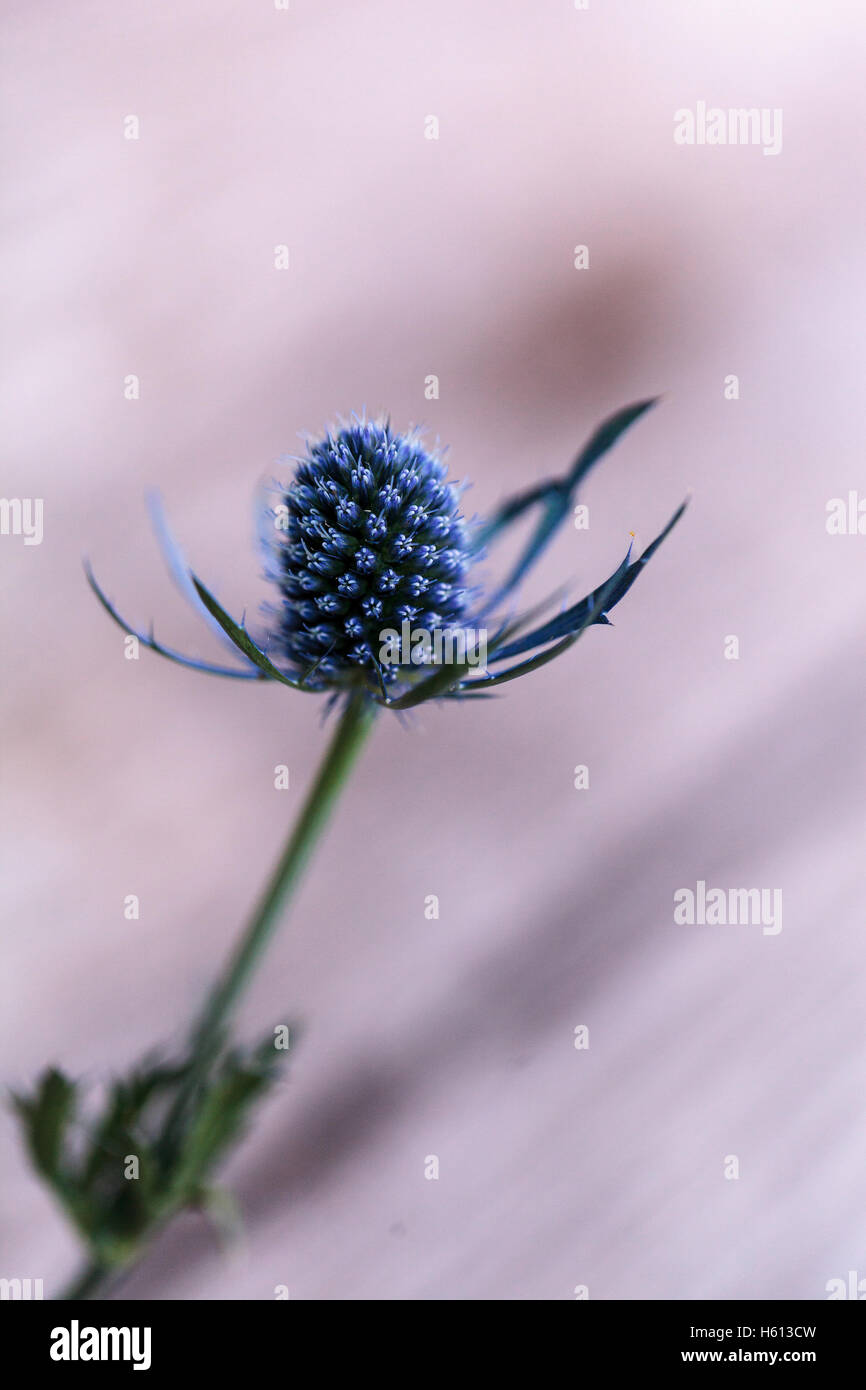 Eryngium flower -Fotos und -Bildmaterial in hoher Auflösung – Alamy