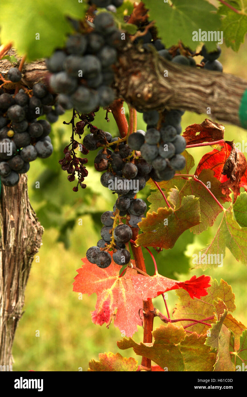 Reife concord trauben -Fotos und -Bildmaterial in hoher Auflösung – Alamy