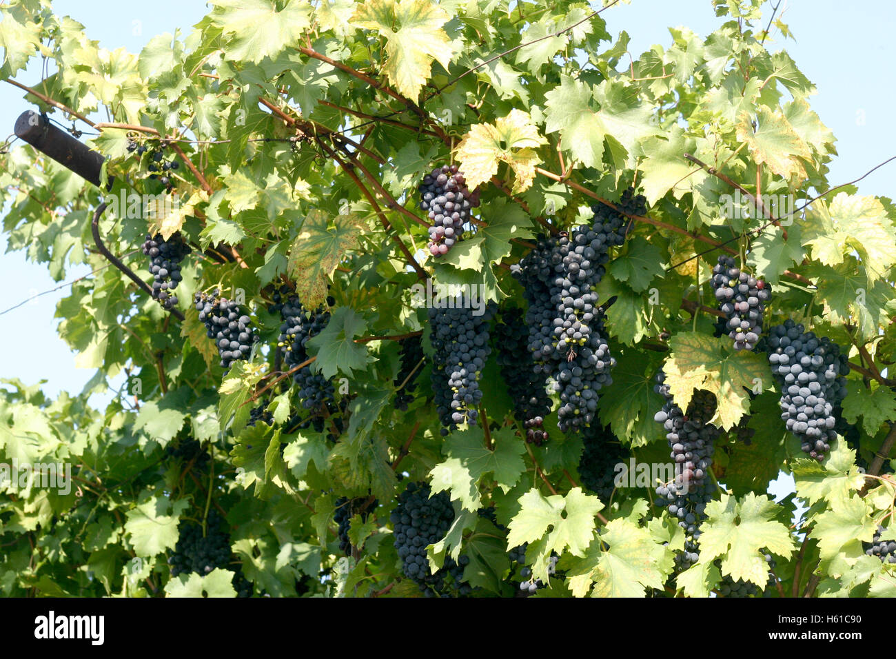 Reife concord trauben -Fotos und -Bildmaterial in hoher Auflösung – Alamy