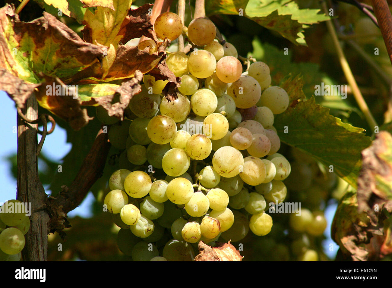 Reife concord trauben -Fotos und -Bildmaterial in hoher Auflösung – Alamy