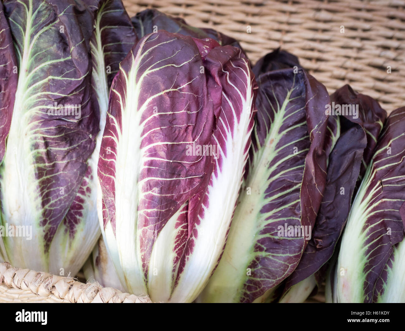 Red chicory radicchio -Fotos und -Bildmaterial in hoher Auflösung – Alamy