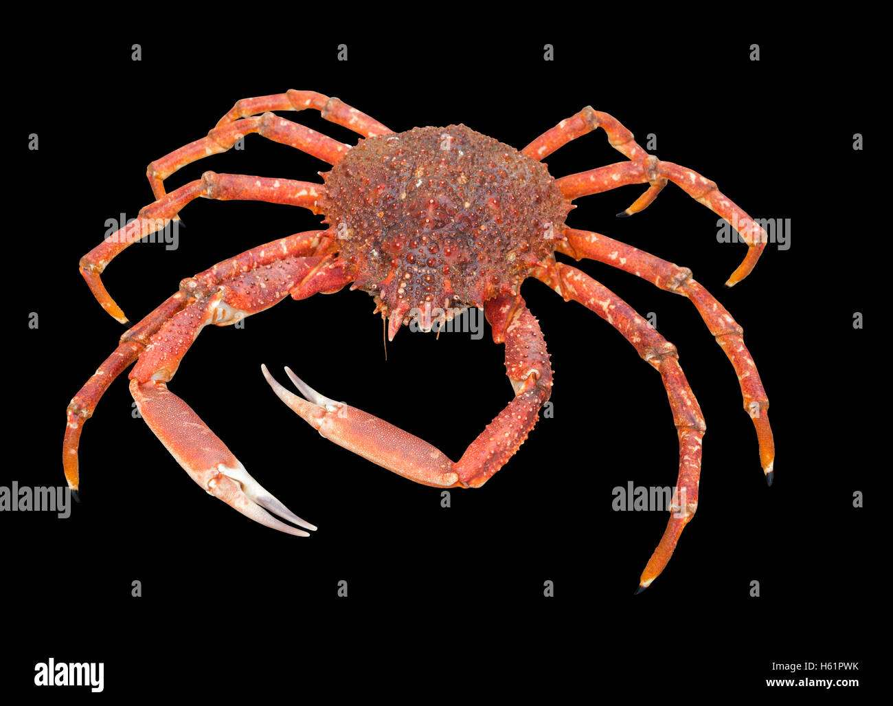 Rohe seespinne -Fotos und -Bildmaterial in hoher Auflösung – Alamy