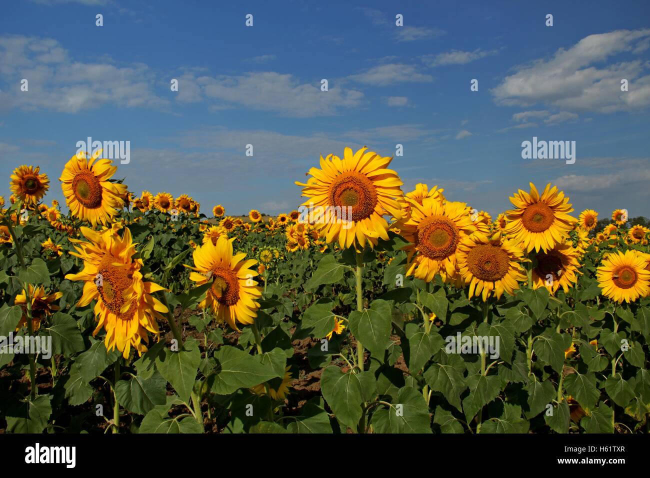 Sonnenblumen feld ukraine -Fotos und -Bildmaterial in hoher Auflösung ...