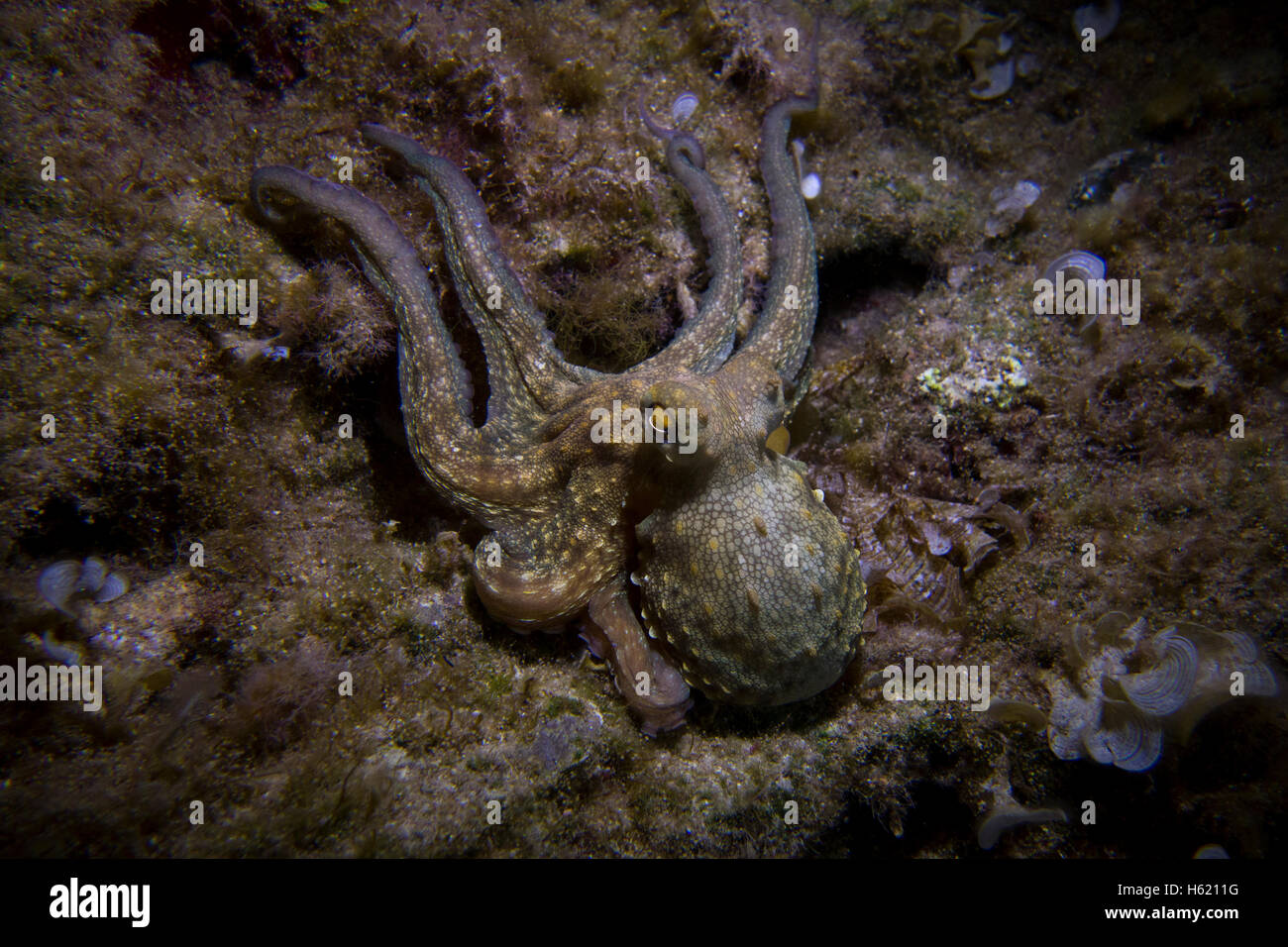 Oktopus kopf -Fotos und -Bildmaterial in hoher Auflösung – Alamy