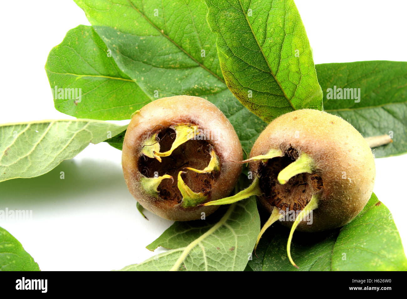 Germanische mispel -Fotos und -Bildmaterial in hoher Auflösung – Alamy