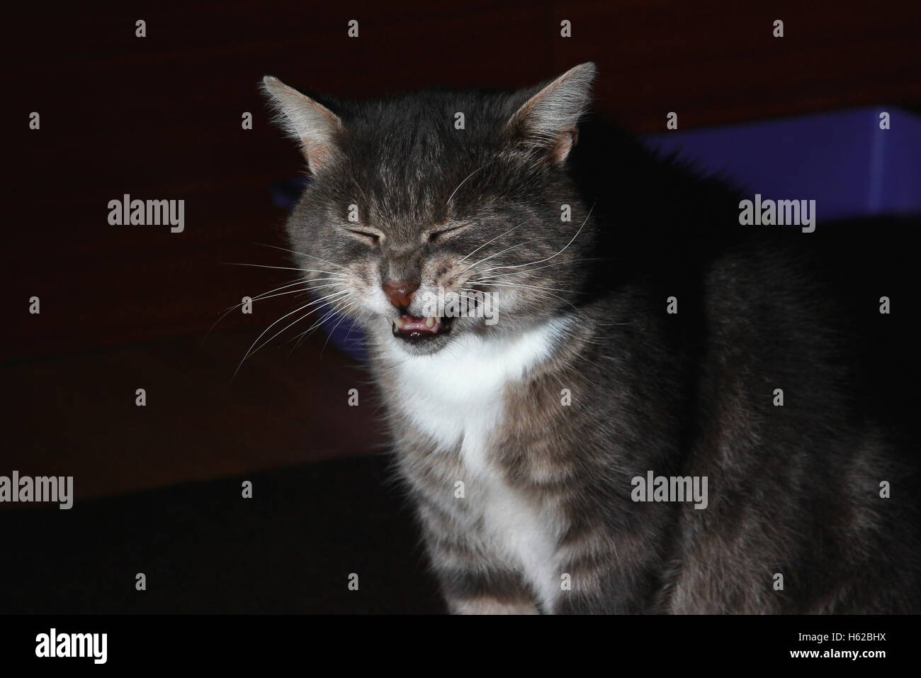 Die lachende katze -Fotos und -Bildmaterial in hoher Auflösung – Alamy