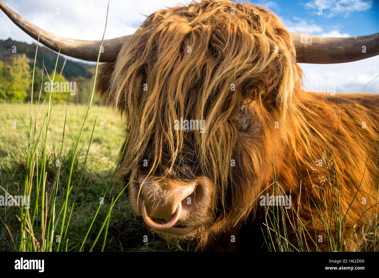 Highland Cow Stockfotos und -bilder Kaufen - Alamy