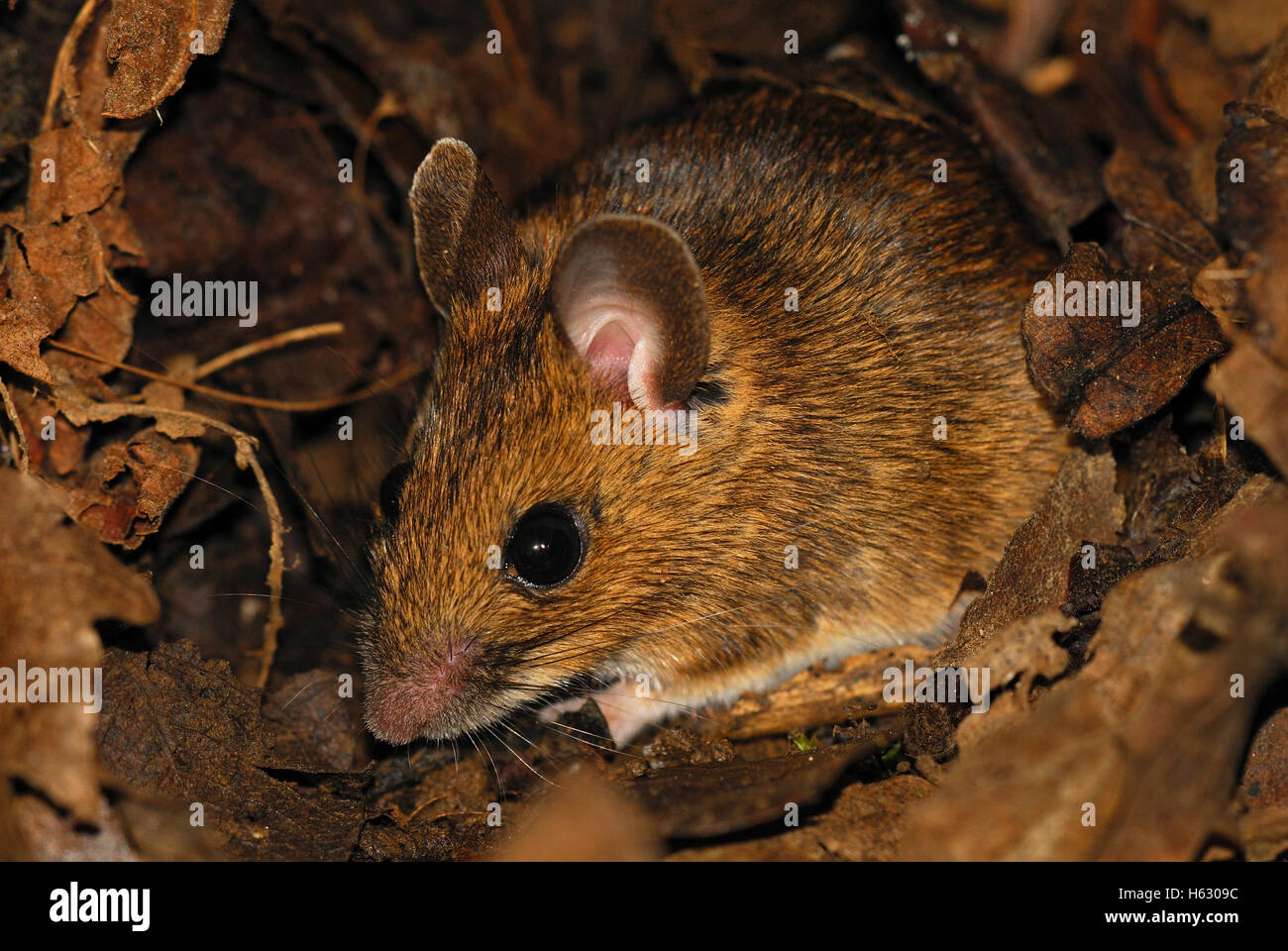 Waldmaus (Apodemus Sylvaticus) unter Laubstreu Stockfotografie - Alamy