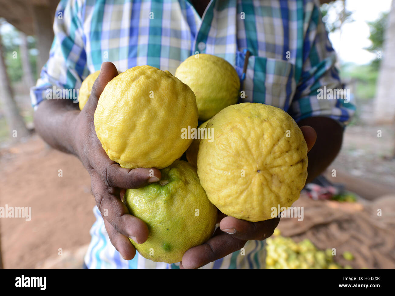 Citron in etrog -Fotos und -Bildmaterial in hoher Auflösung – Alamy