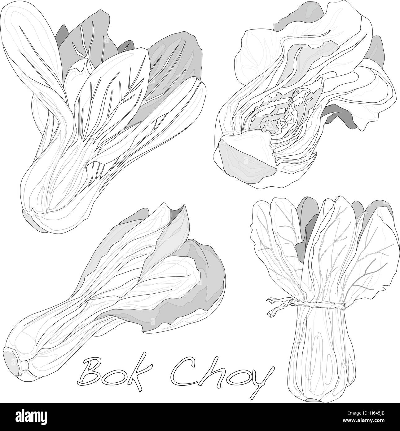 Bok choy oder pak choi Schwarzweiß-Stockfotos und -bilder - Alamy