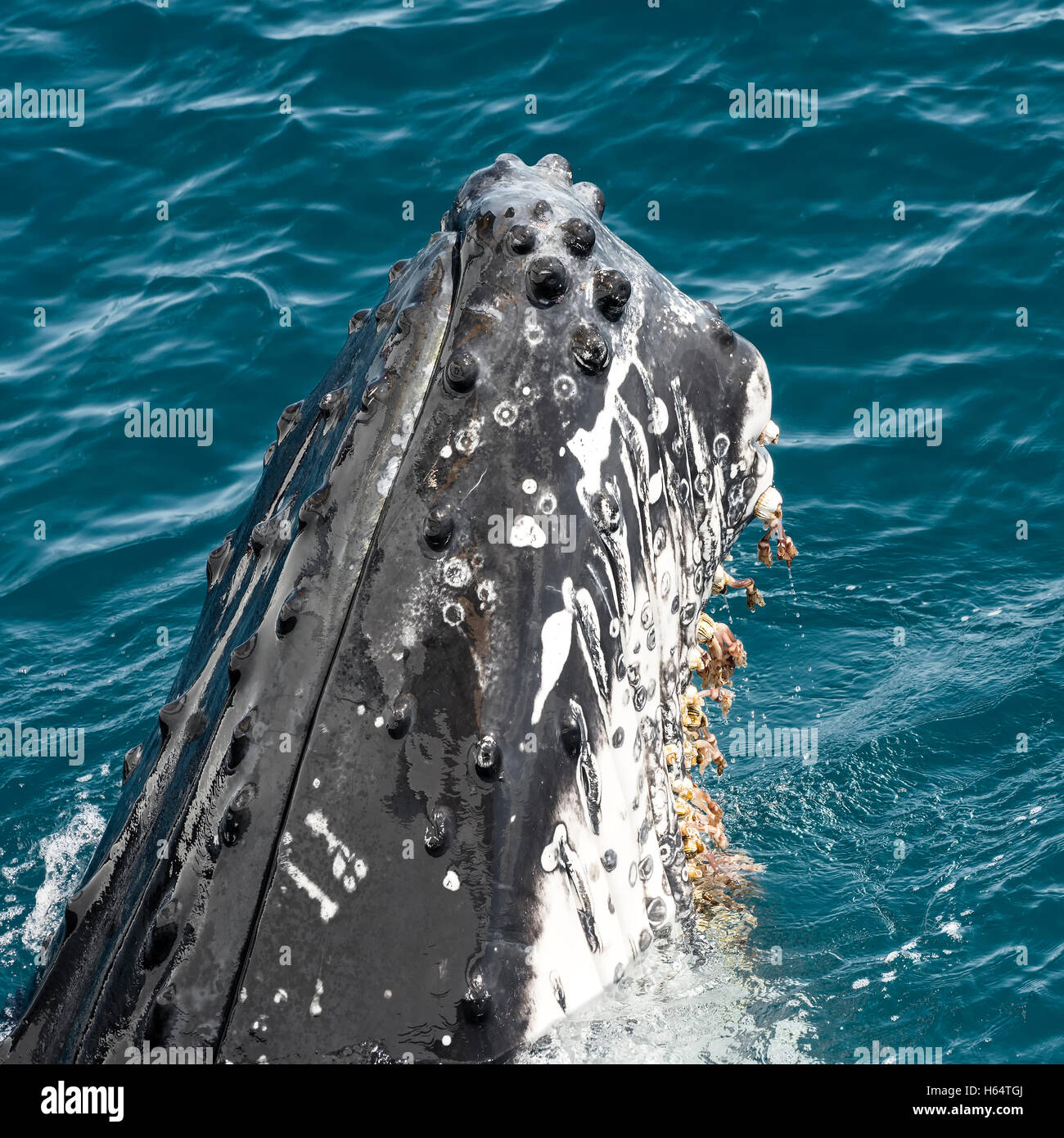 Humpback whale migration -Fotos und -Bildmaterial in hoher Auflösung ...