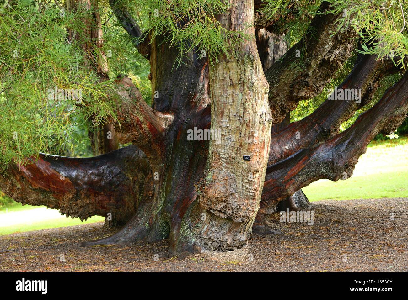 Japanische zeder -Fotos und -Bildmaterial in hoher Auflösung – Alamy