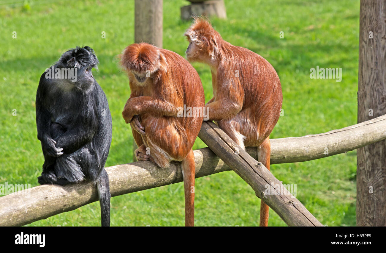 Javan affe -Fotos und -Bildmaterial in hoher Auflösung – Alamy