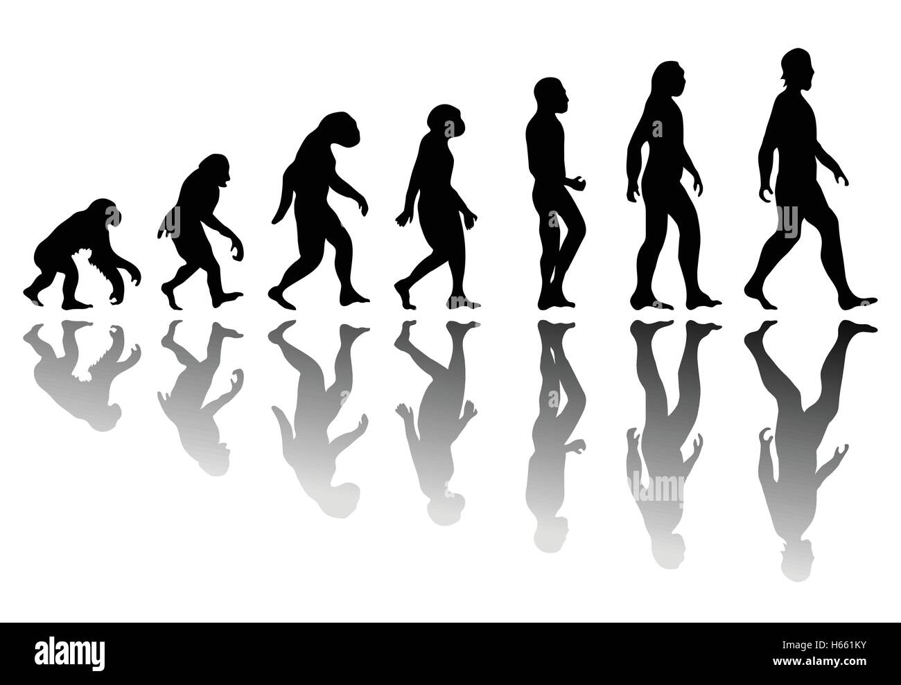 Entwicklung der Silhouette des Menschen Stock-Vektorgrafik - Alamy