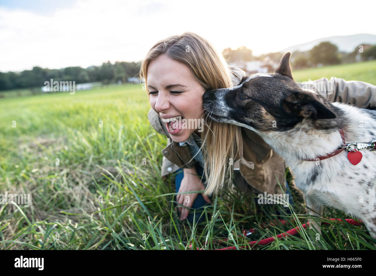 Hund Leckt Frau Stockfotos und -bilder Kaufen - Alamy