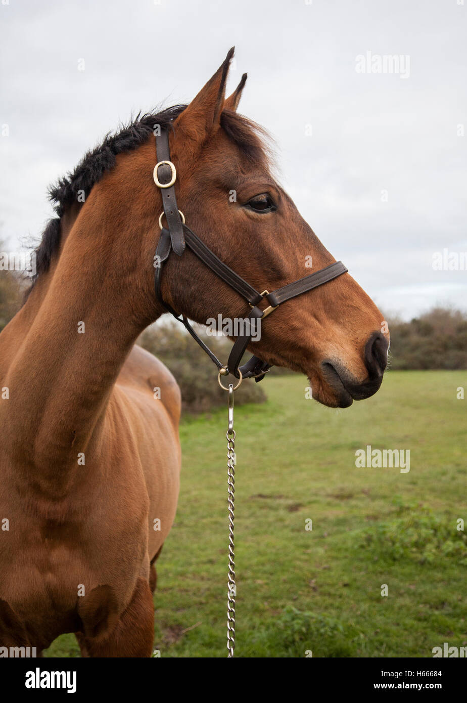 Pferd seite mit ohren nach vorne zeigen -Fotos und -Bildmaterial in ...