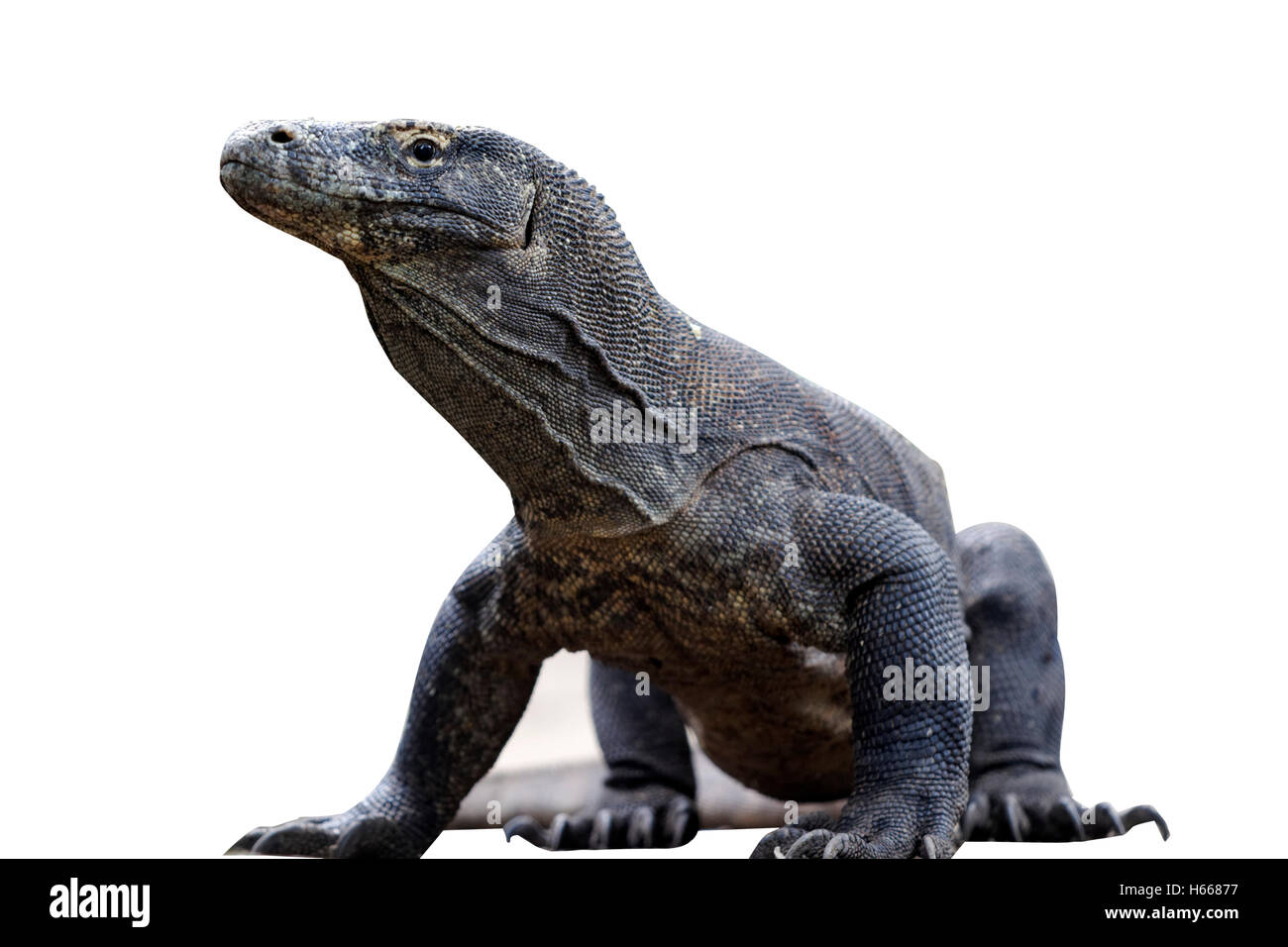 Komodo-Waran, Varanus Komodoensis, einzelne Eidechse auf Boden, Komodo ...