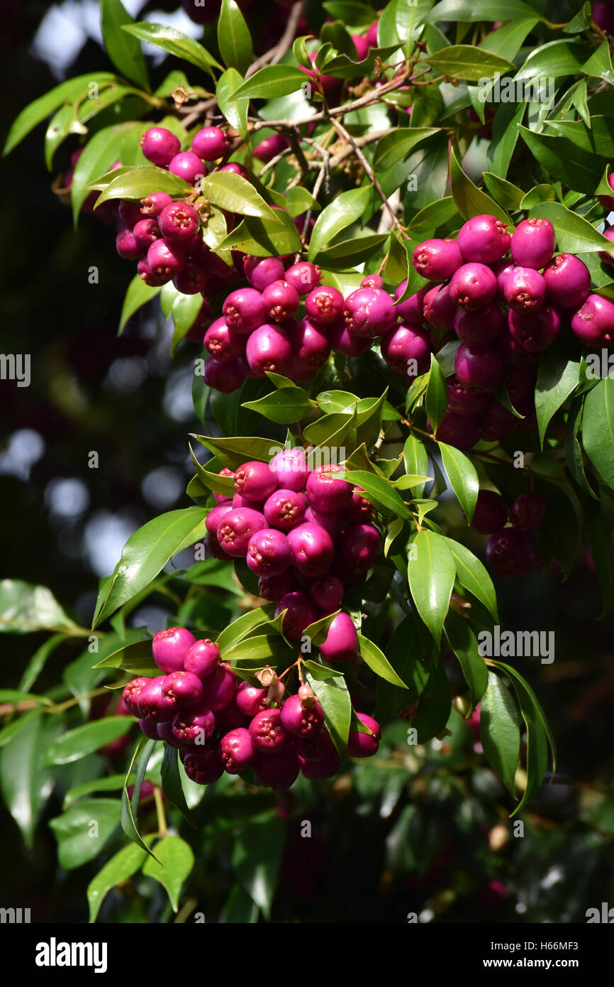Runde lila frucht -Fotos und -Bildmaterial in hoher Auflösung – Alamy