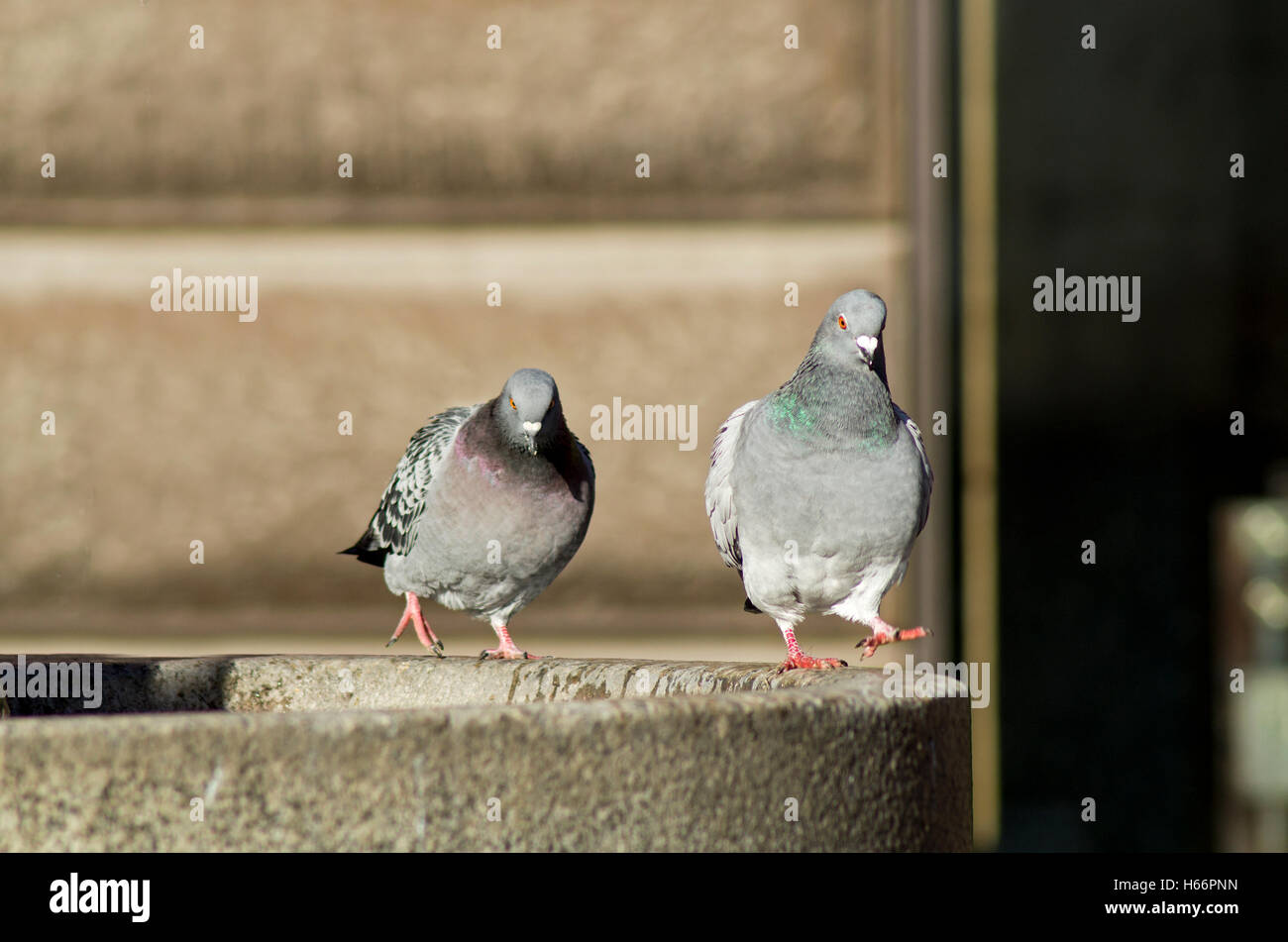 Lustige taube -Fotos und -Bildmaterial in hoher Auflösung – Alamy