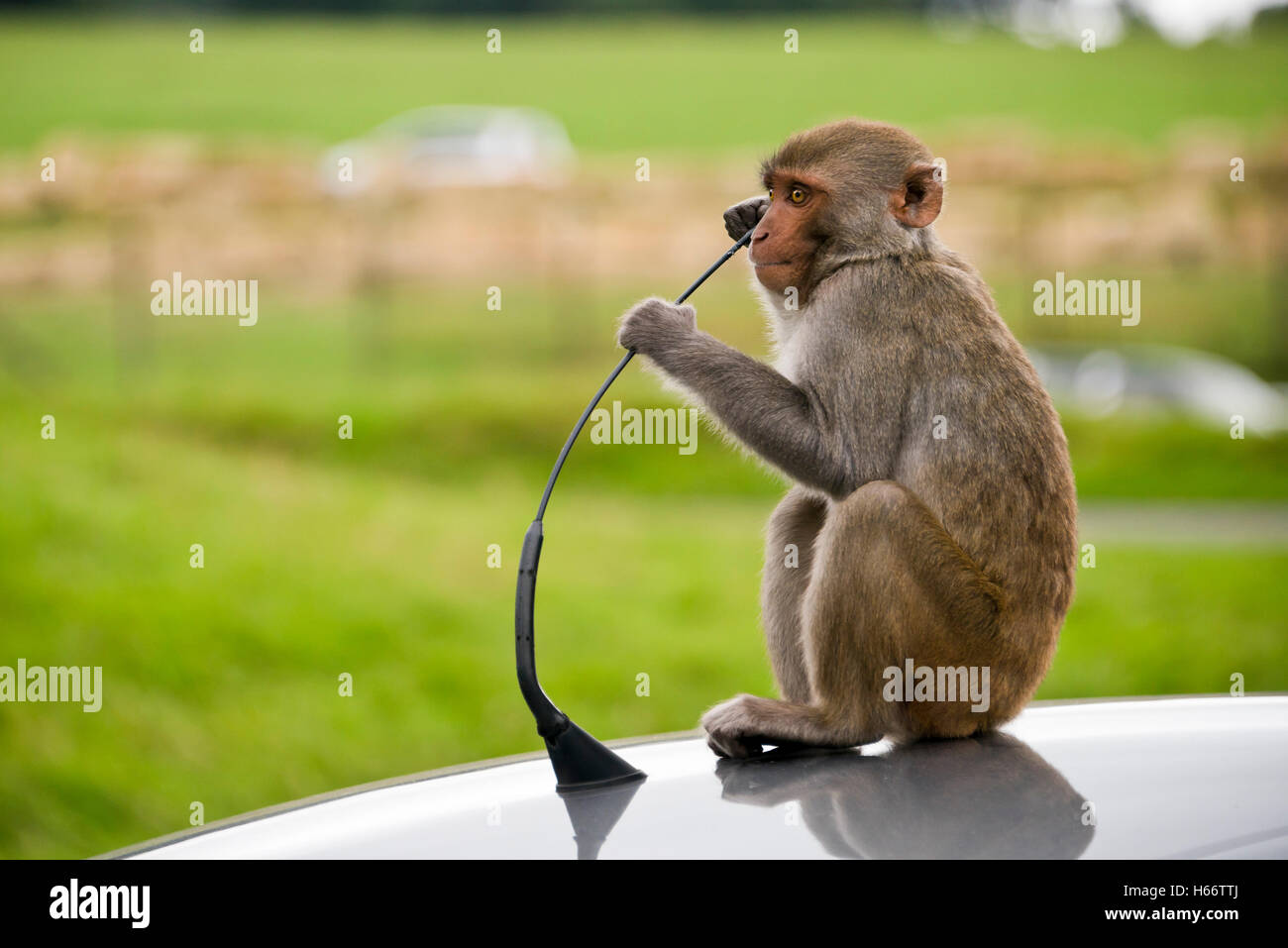 Horizontale Nahaufnahme von einer Rhesus-Makaken-Affen auf dem Dach ...