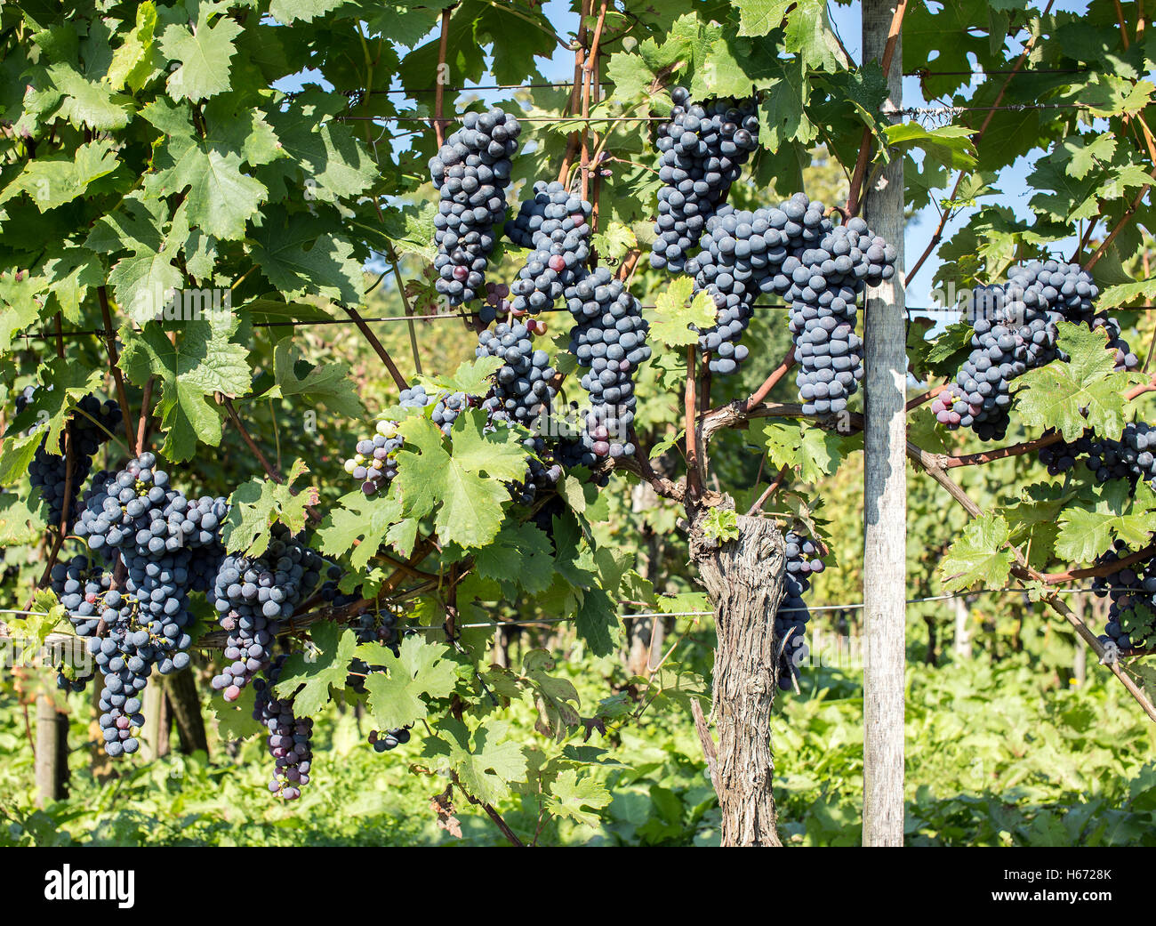 Fertige trauben ernten -Fotos und -Bildmaterial in hoher Auflösung – Alamy