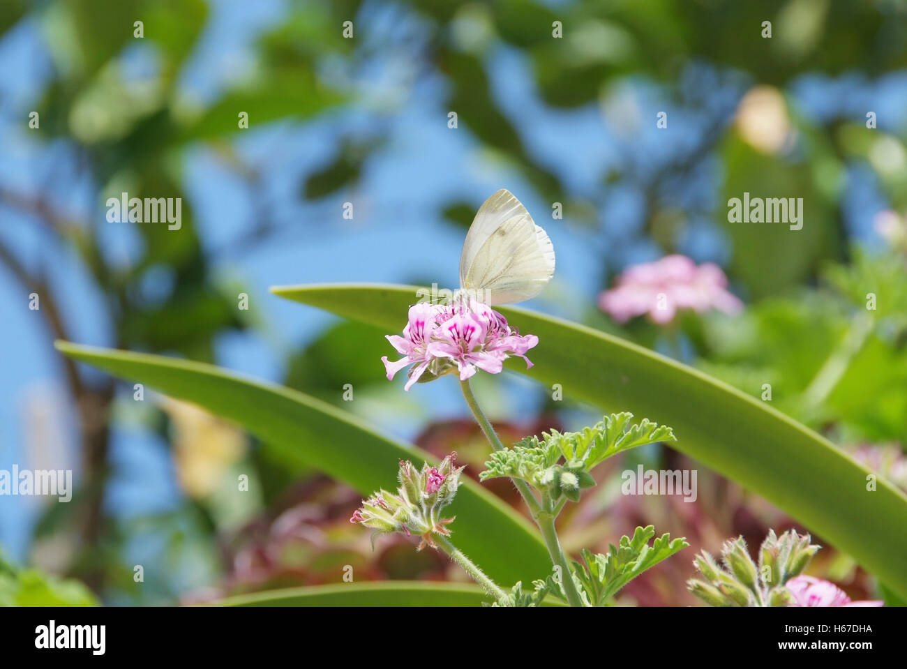 Butterfly ist eine schöne, fliegende Insekt, der Körper ist bedeckt mit ...