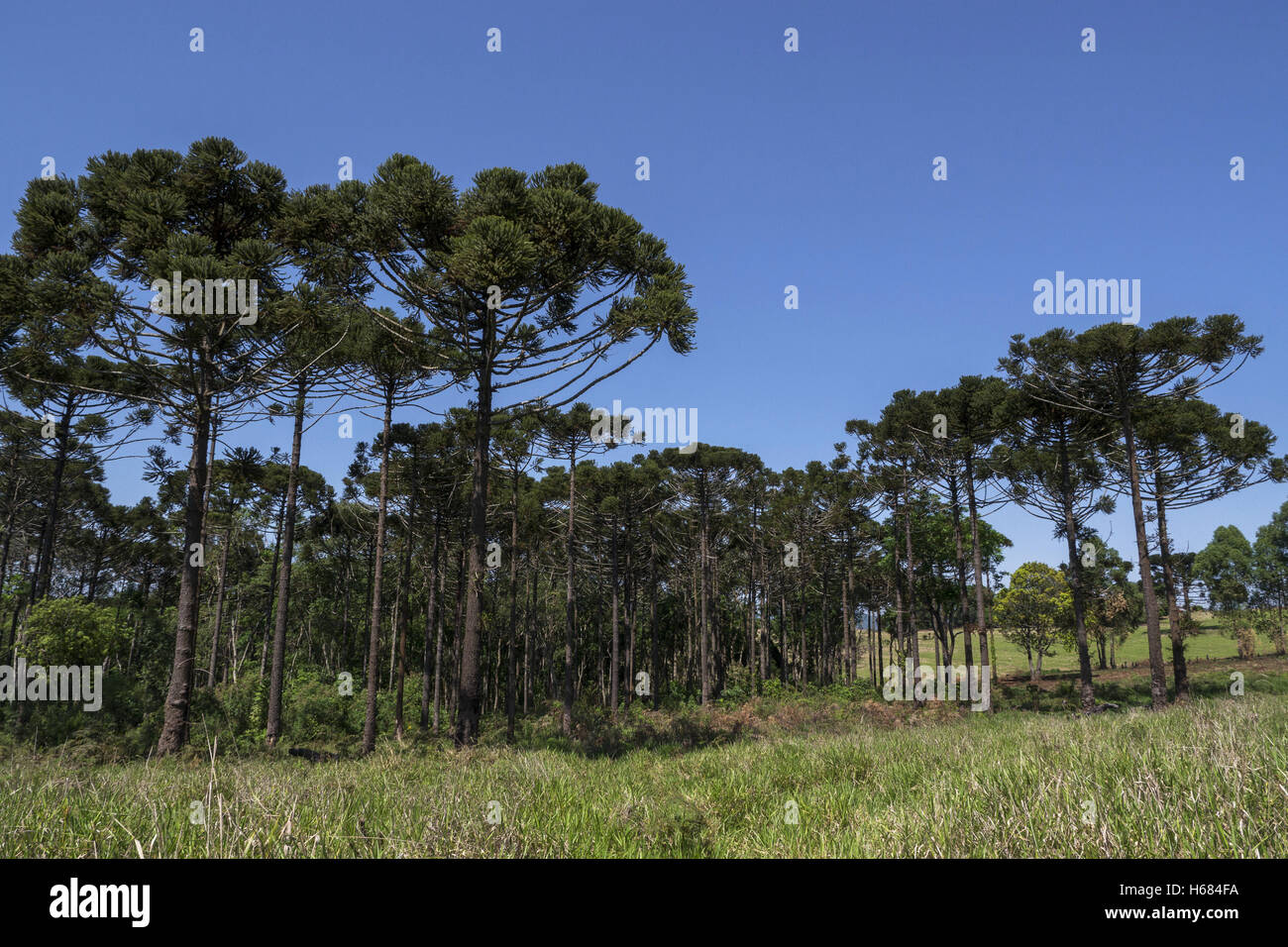 Baum der Araukarie (Araucaria Angustifolia Stockfotografie - Alamy