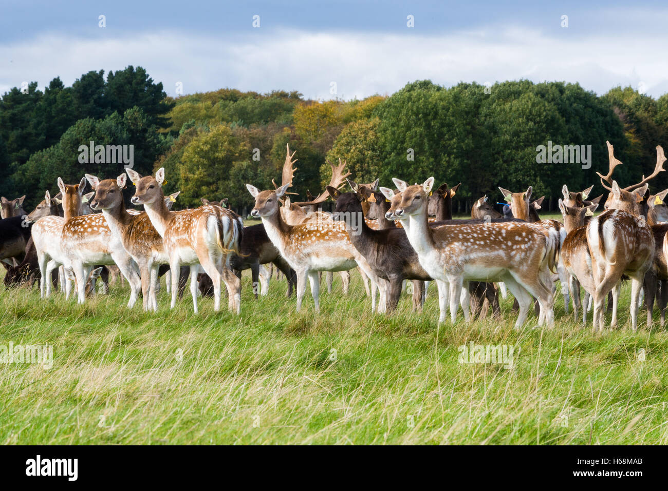 Wilder hirsch dublin -Fotos und -Bildmaterial in hoher Auflösung – Alamy