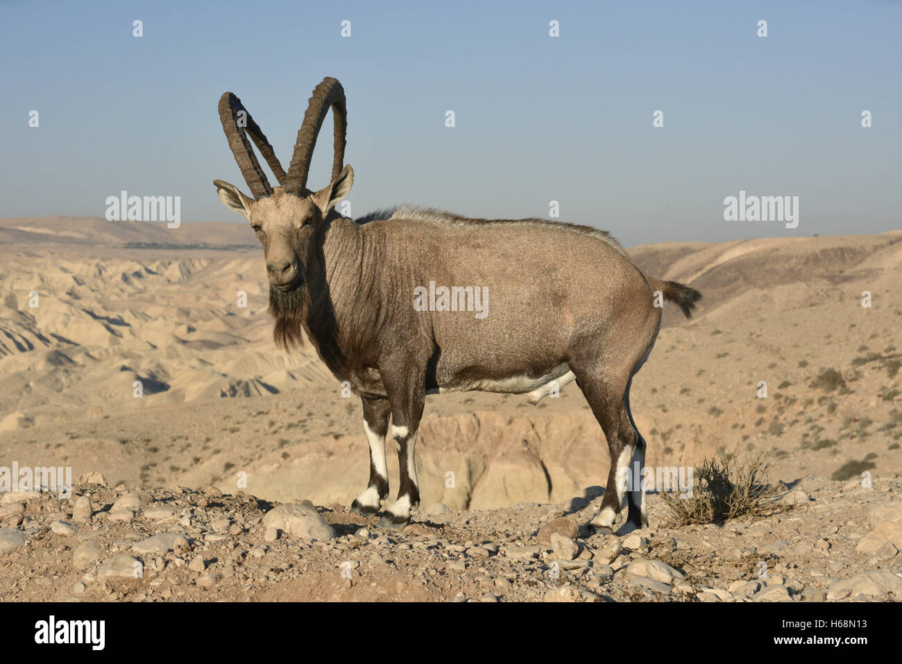 Nubische Steinböcke - Capra nubiana Stockfotografie - Alamy