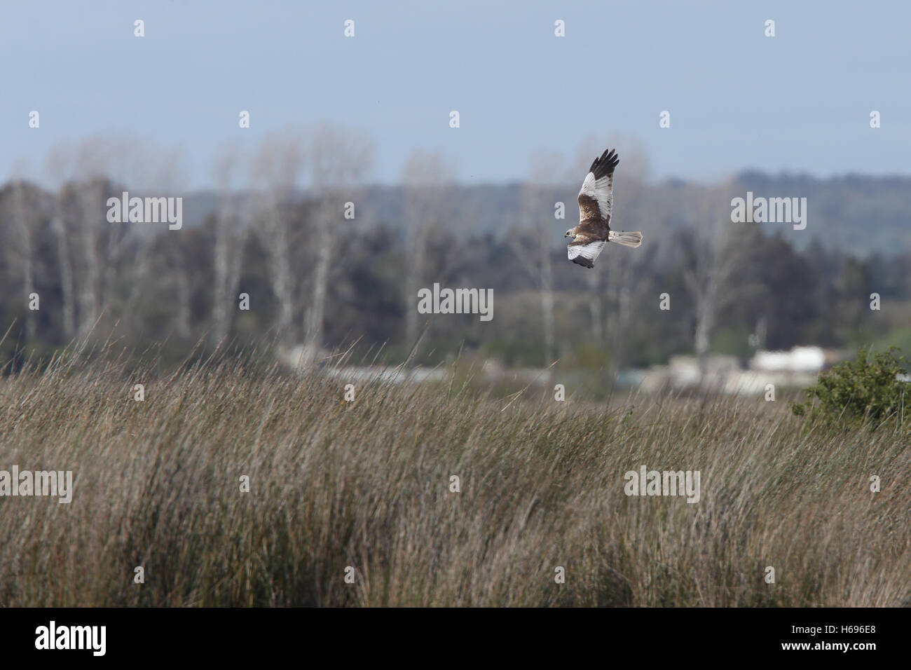 Rohrweihe (Circus Aeruginosus) Männchen im Flug über das Moor, Merja ...