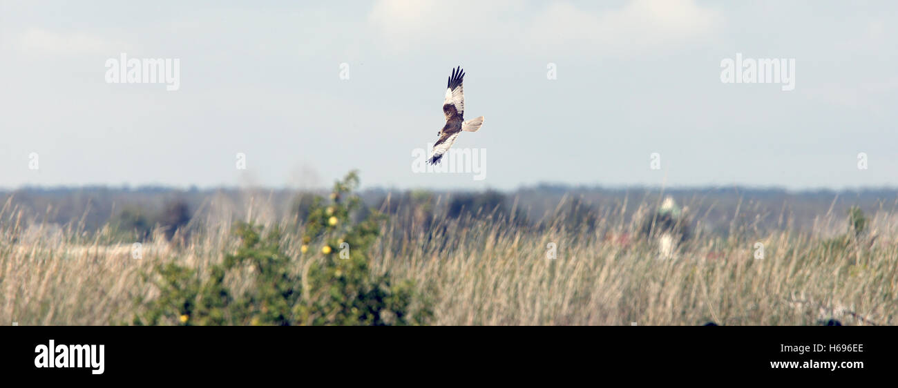 Rohrweihe (Circus Aeruginosus) Männchen im Flug über das Moor, Merja ...