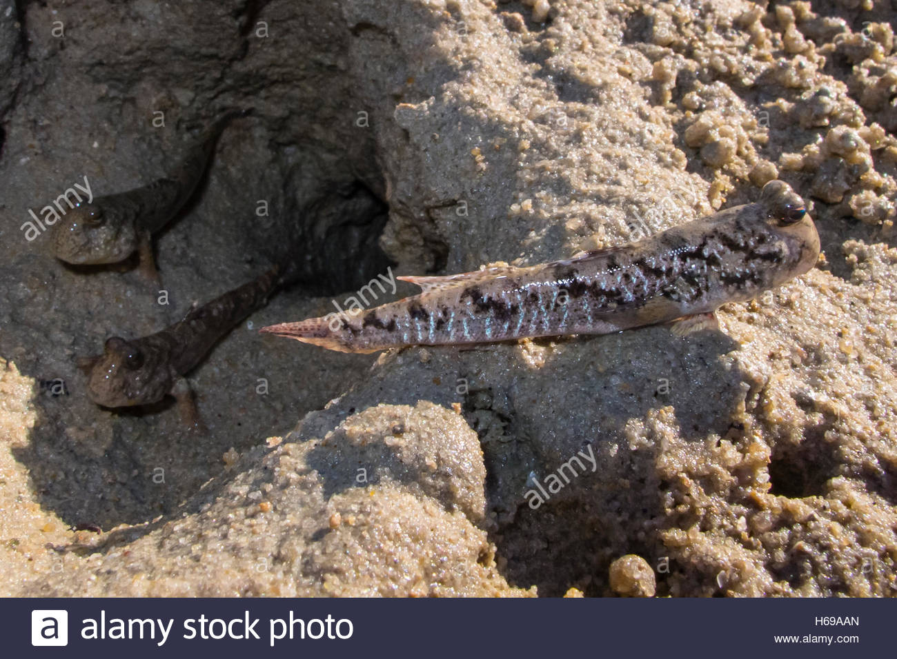 Schlammskipper fisch -Fotos und -Bildmaterial in hoher Auflösung – Alamy