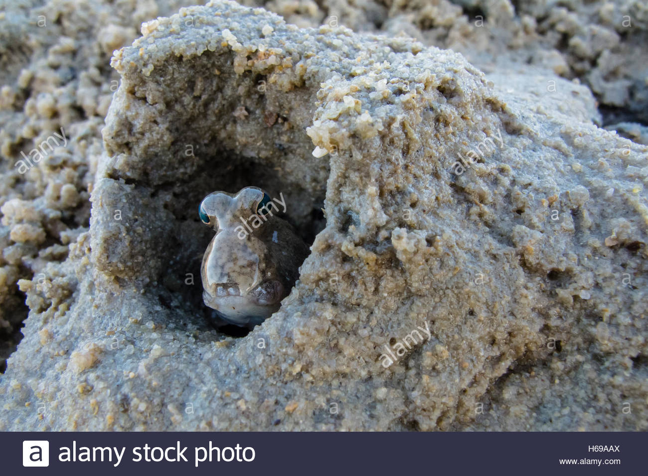 Schlammskipper fisch -Fotos und -Bildmaterial in hoher Auflösung – Alamy