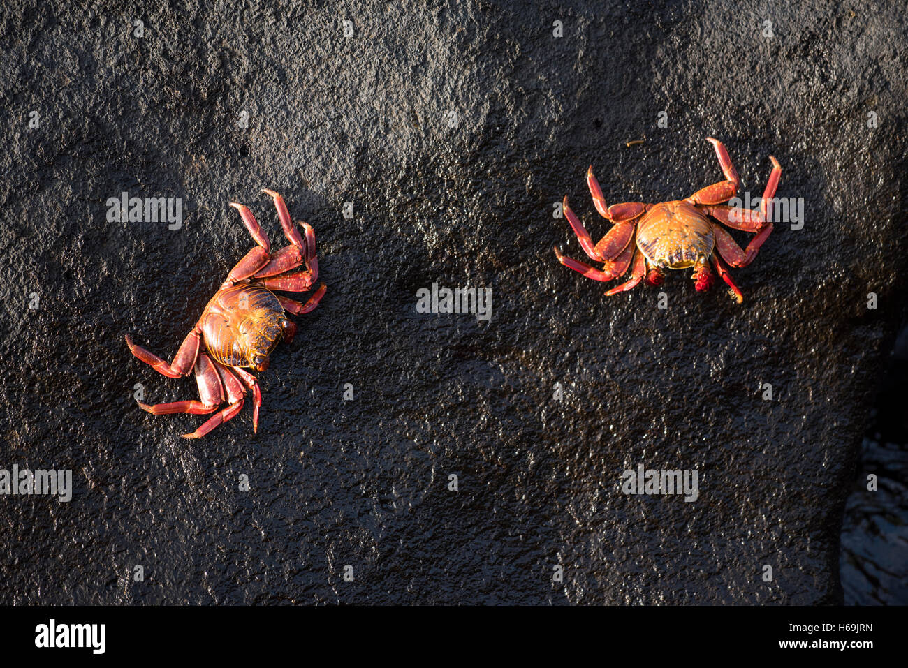 Krebse am strand -Fotos und -Bildmaterial in hoher Auflösung – Alamy