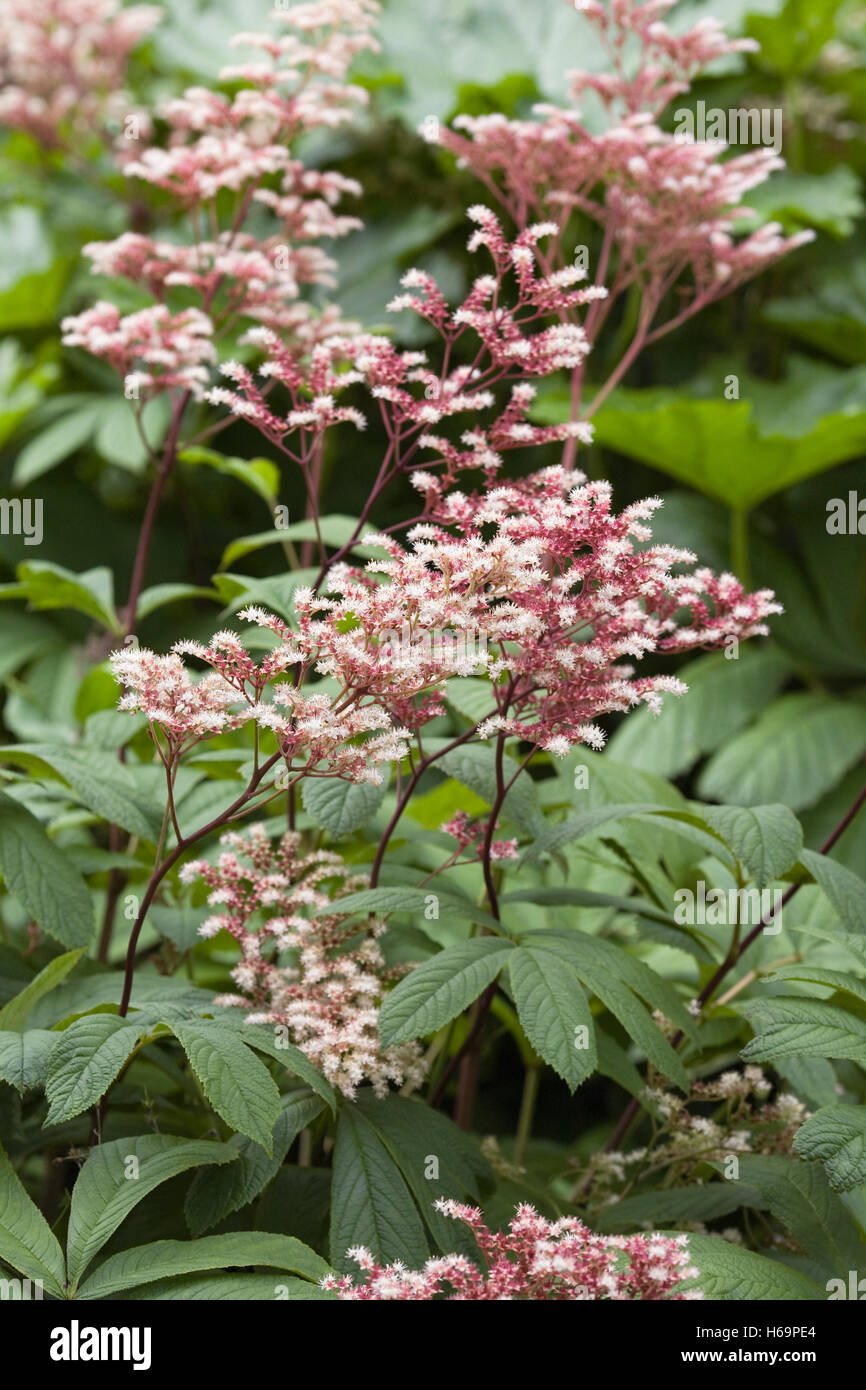 Rodgersia pink flowering -Fotos und -Bildmaterial in hoher Auflösung ...