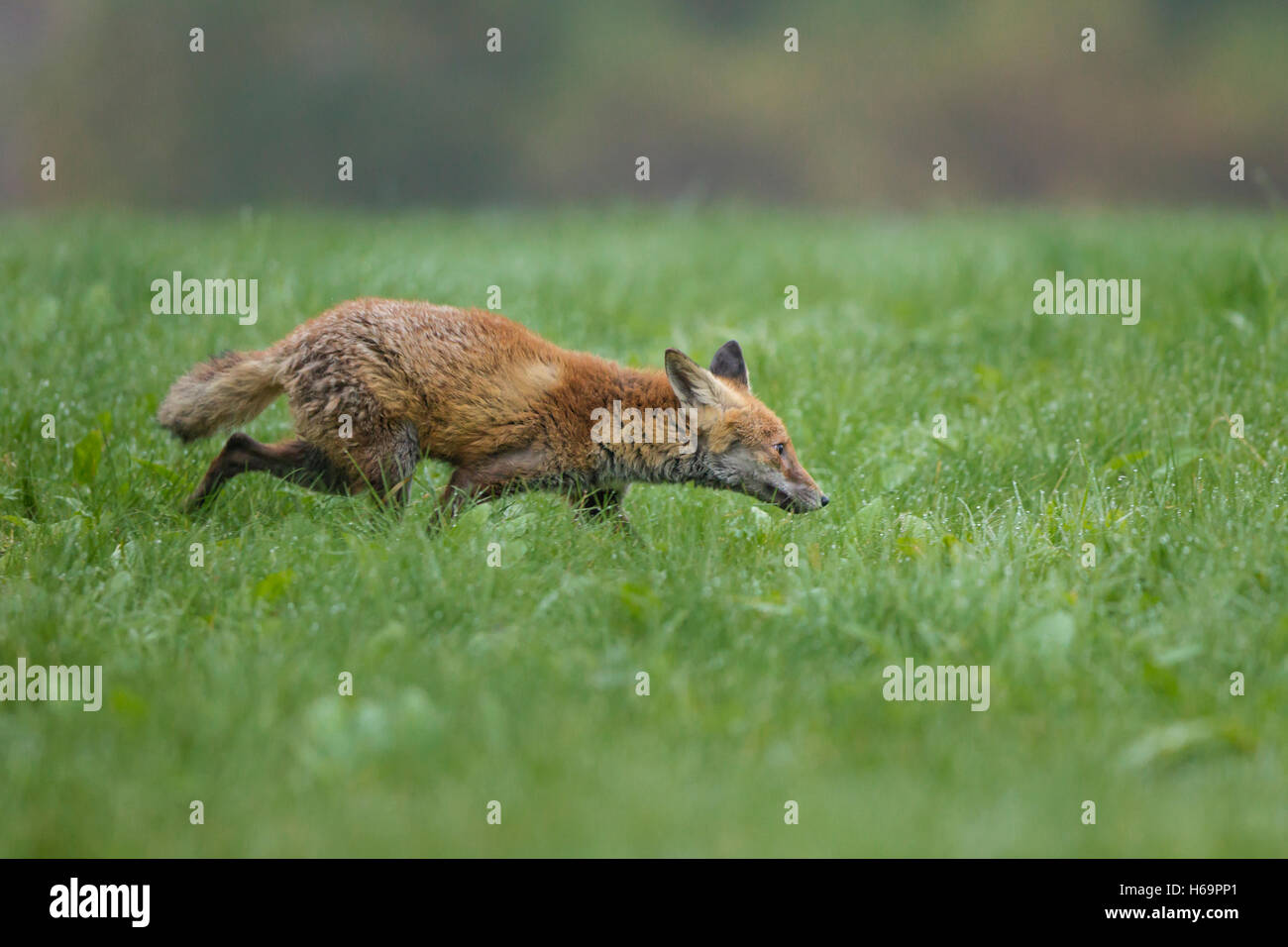 Rotfuchs fuchs -Fotos und -Bildmaterial in hoher Auflösung – Alamy