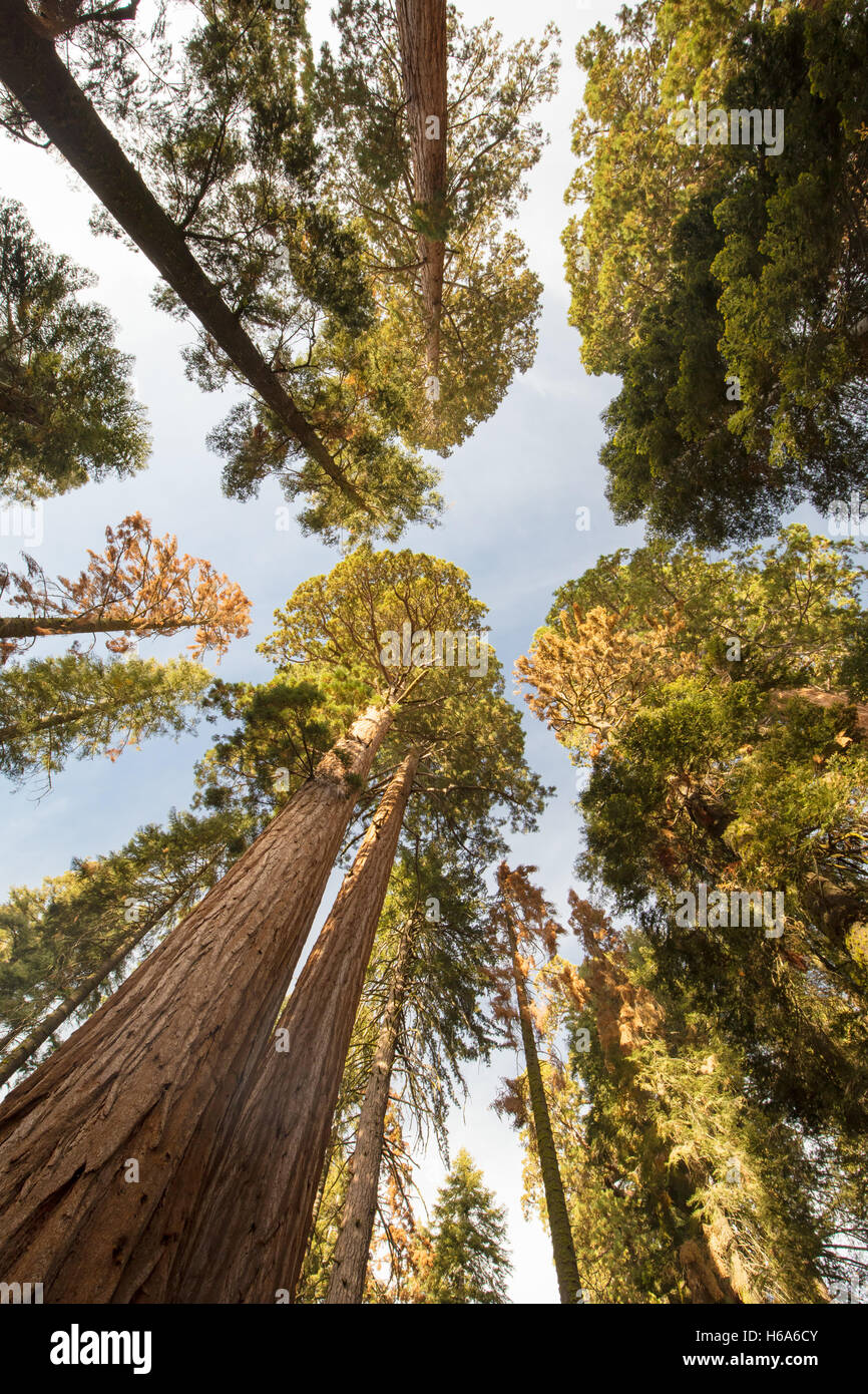 Die berühmte Giant Forest im Sequoia National Park, die größten Baum ...