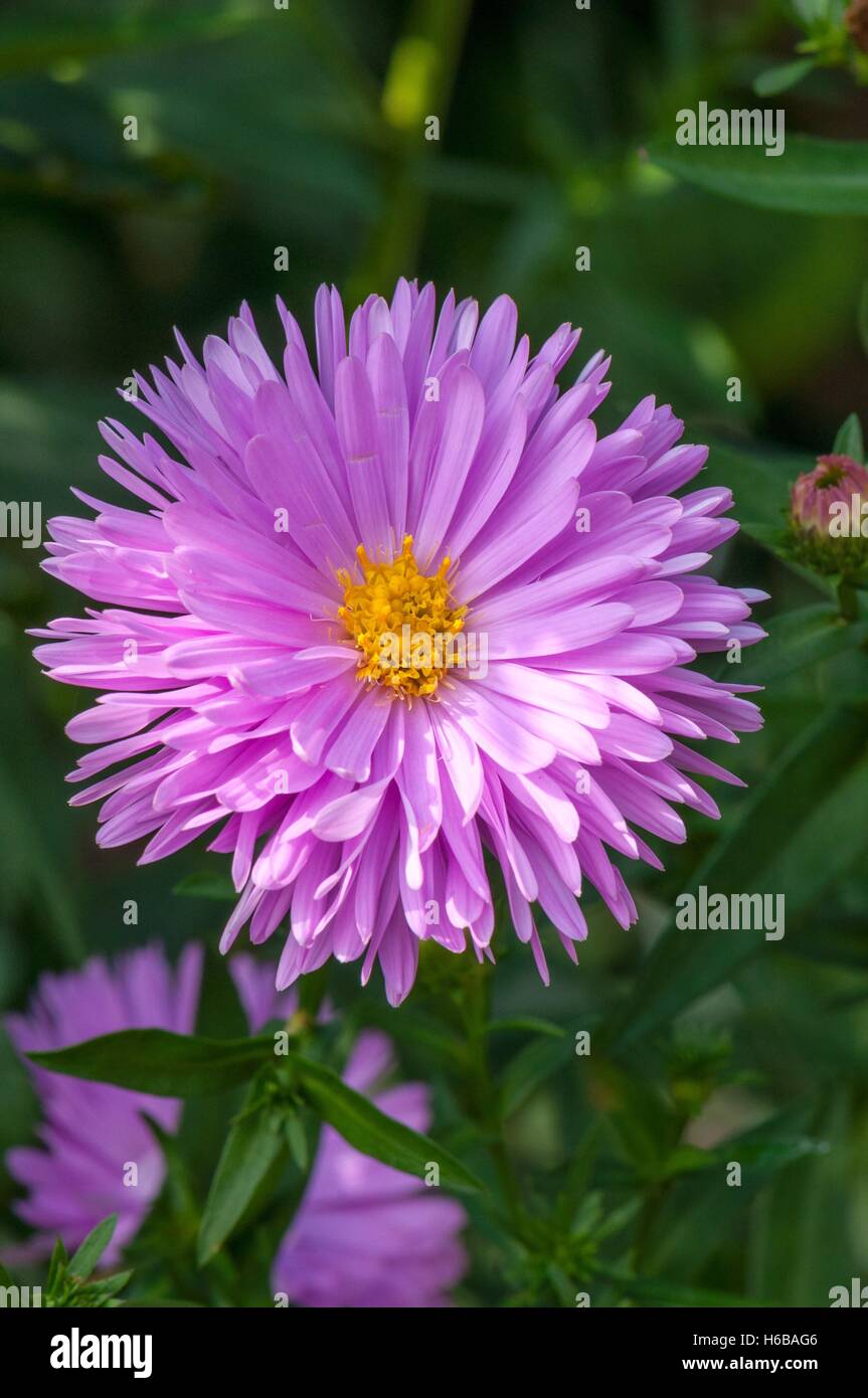 Neubelgien herbstaster -Fotos und -Bildmaterial in hoher Auflösung – Alamy